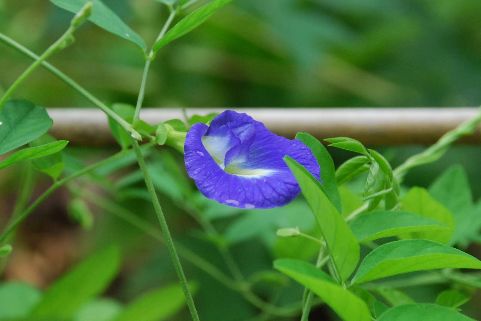 My little vegetable garden: Clitoria ternatea: the third, fourth and fifth