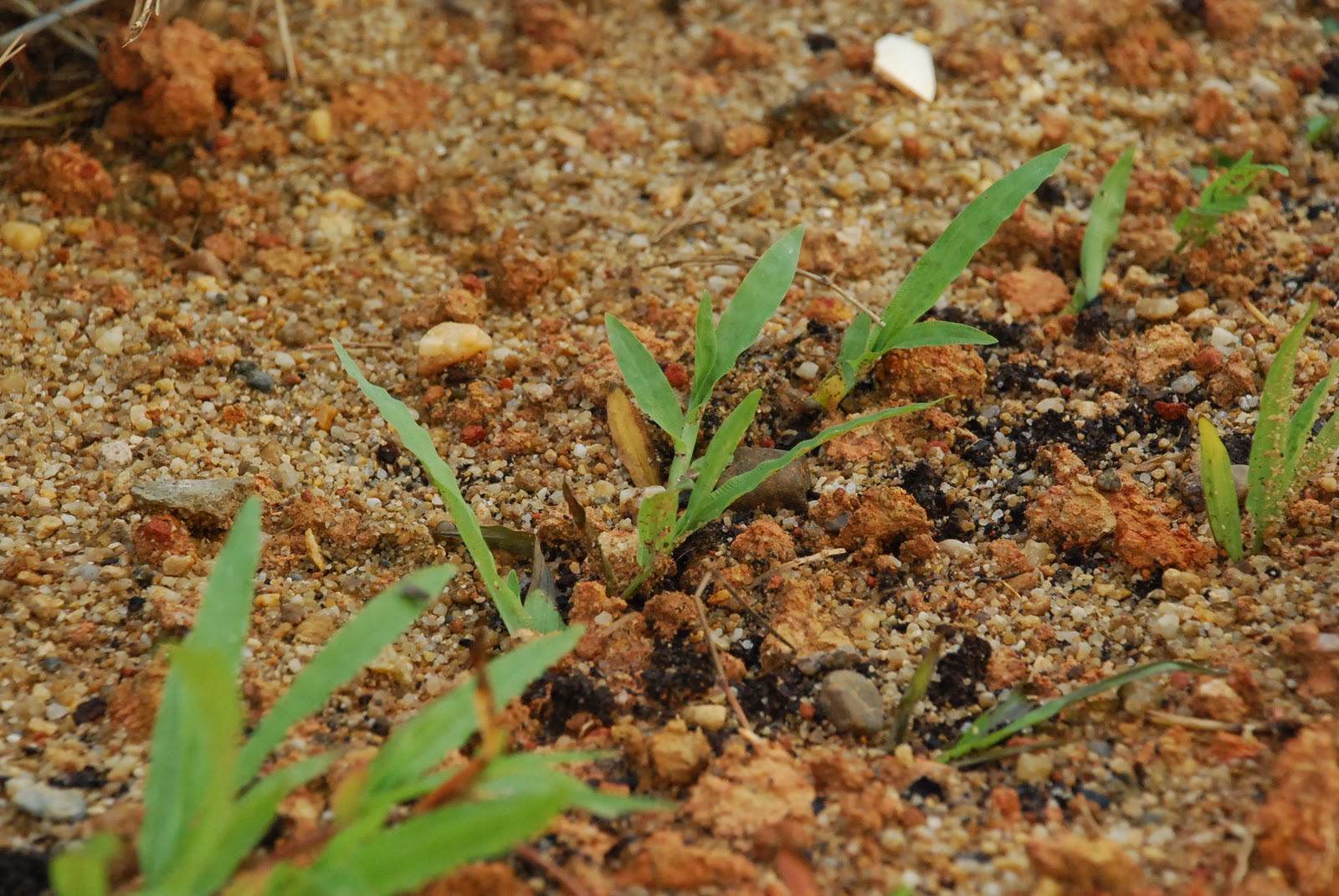 My little vegetable garden: Preparing the lawn