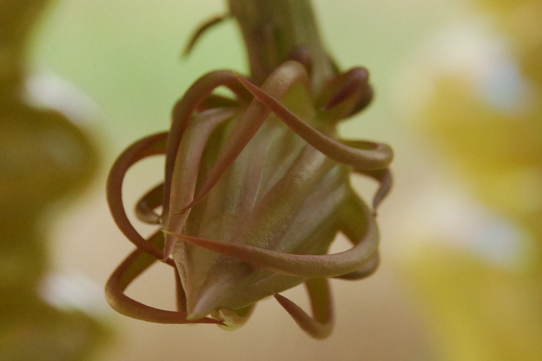 My little vegetable garden: Bunga Bakawali, ready to bloom.