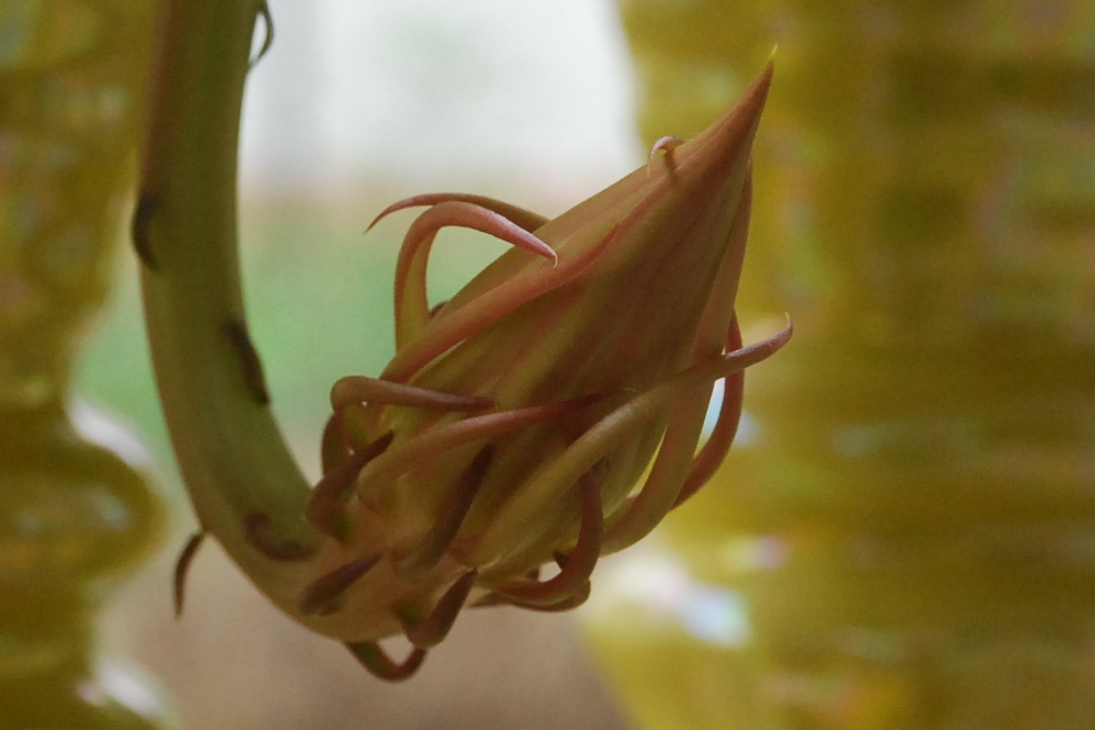 My little vegetable garden: Bunga Bakawali, ready to bloom.