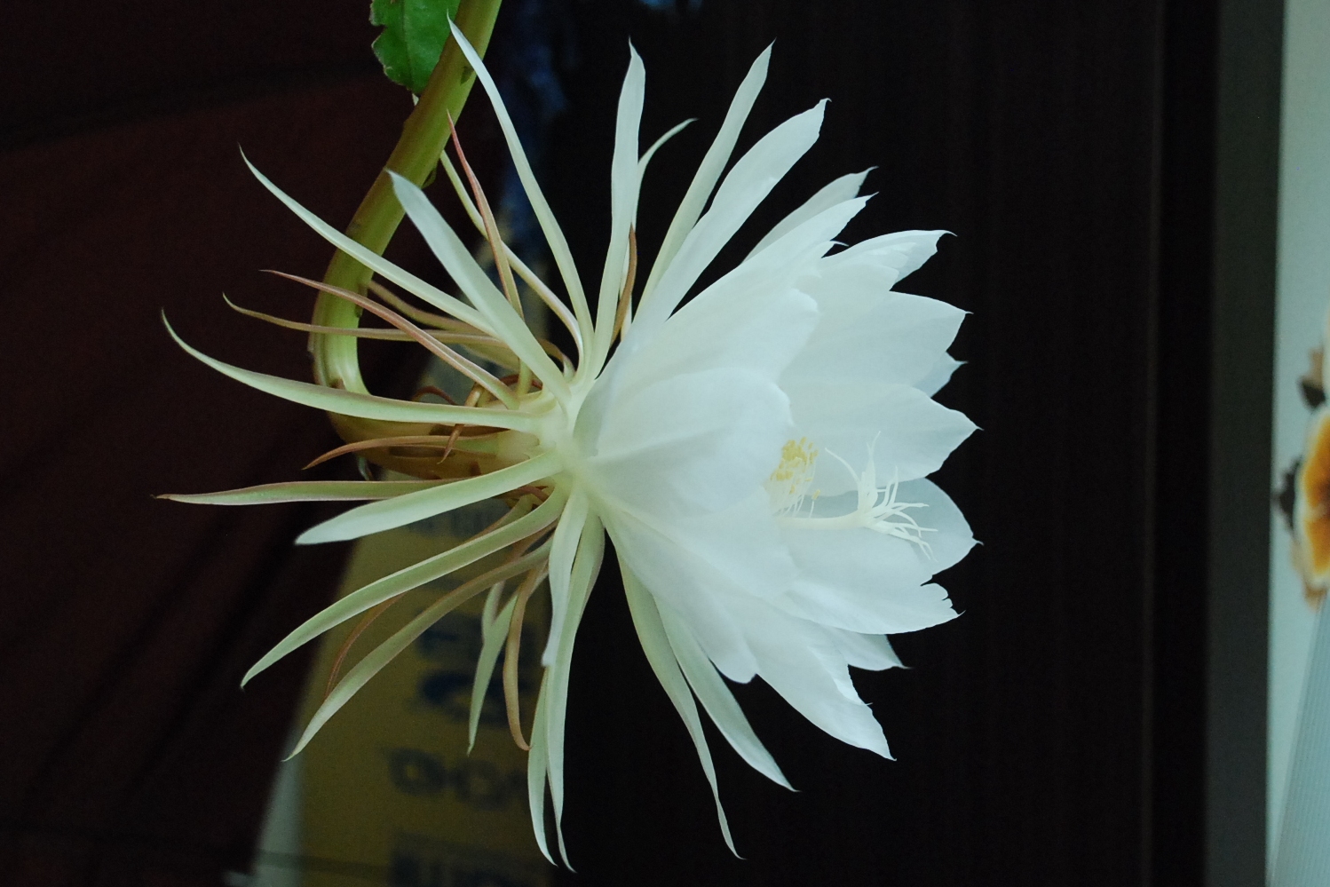 My little vegetable garden: Bunga Bakawali Blooming: 11pm - 12midnight ...