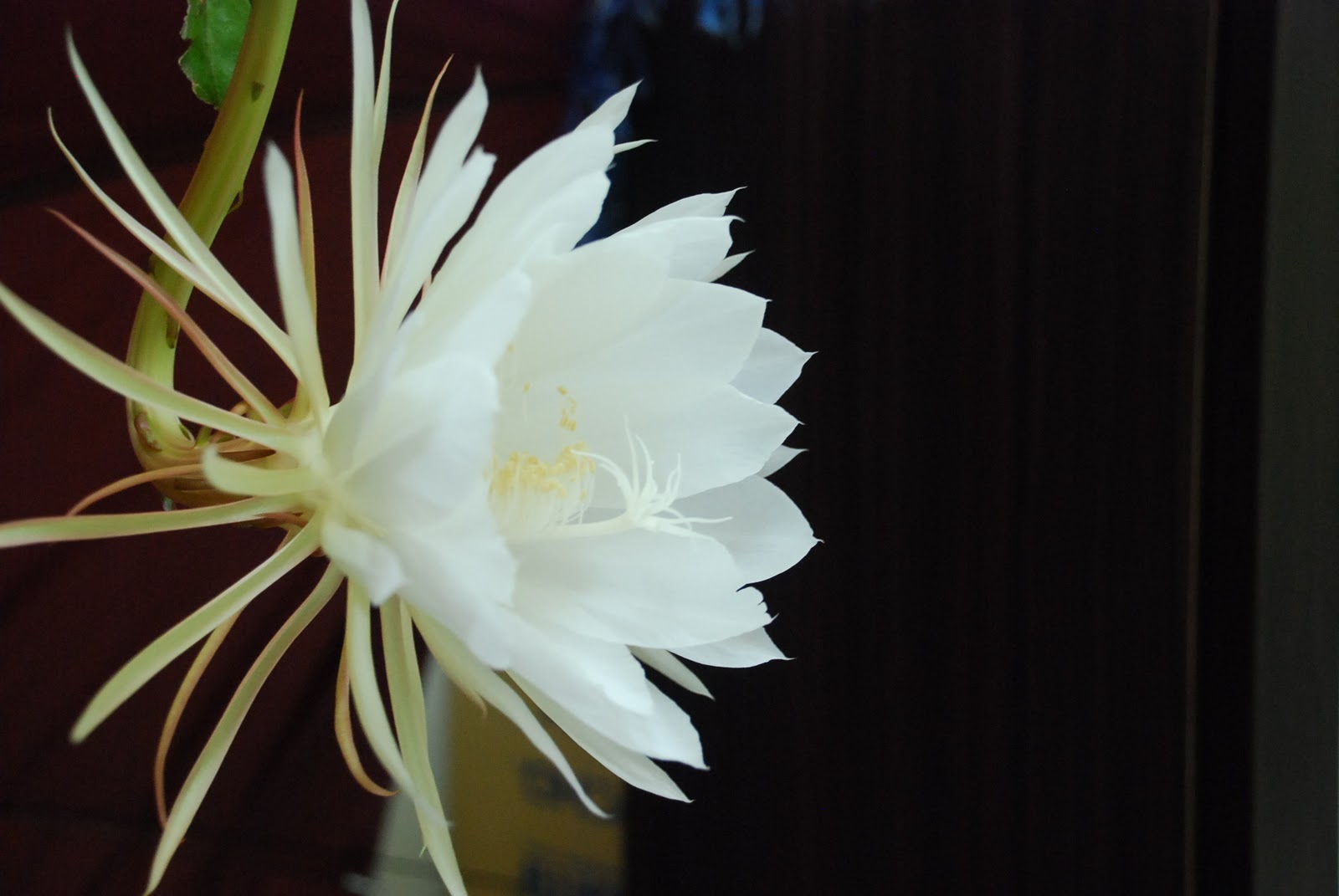 My little vegetable garden: Bunga Bakawali blooming: 9pm - 10pm at the ...