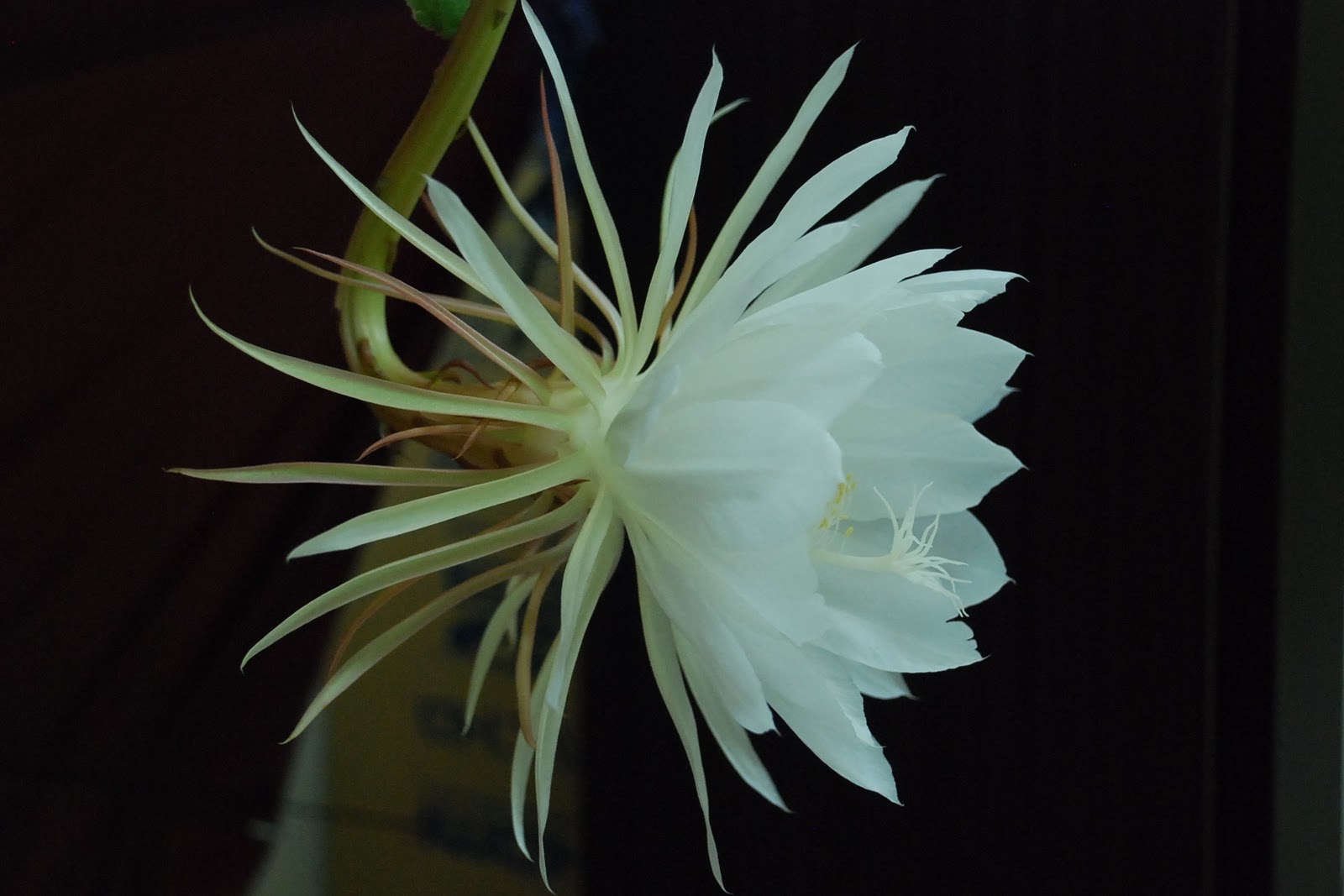 My little vegetable garden: Bunga Bakawali Blooming: 12midnight - 1am ...