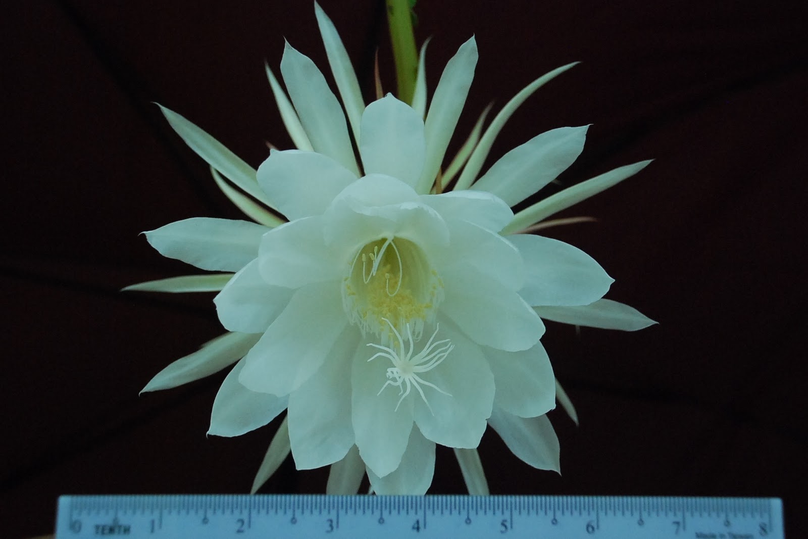 My little vegetable garden: Bunga Bakawali Blooming: 1am - 2am, early ...