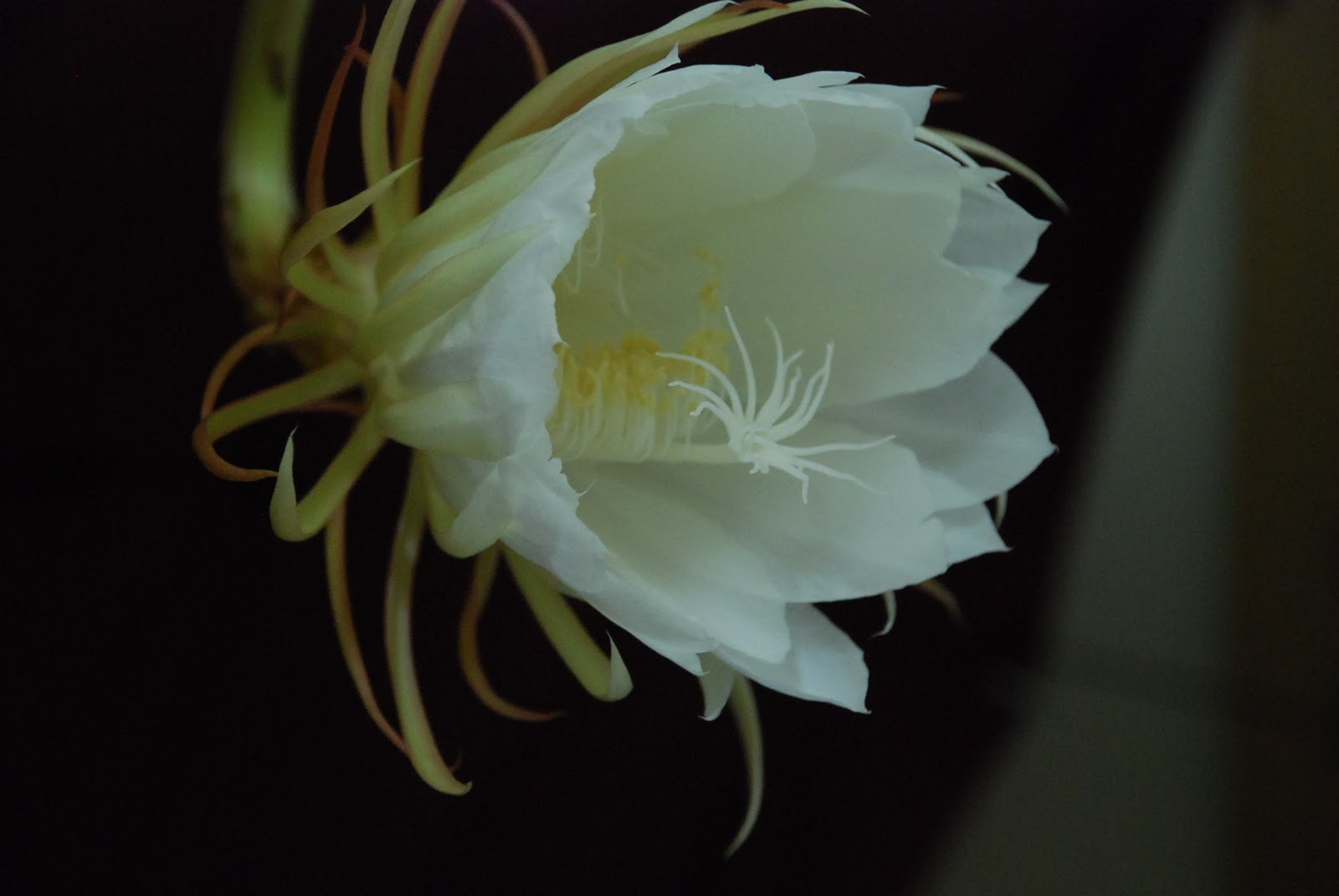 My little vegetable garden: Bunga Bakawali Blooming, the stages.