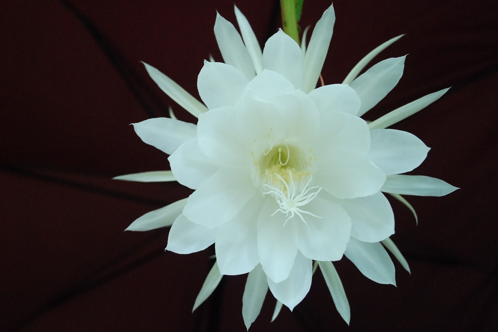 My little vegetable garden: Bunga Bakawali Blooming, the stages.