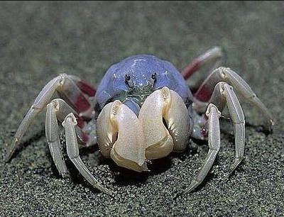FUN GREEDY: Top 10 Weird Looking Crabs in the World