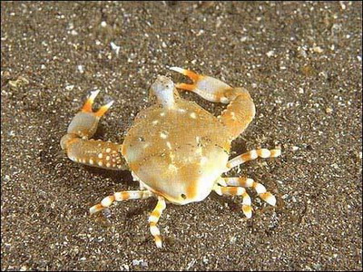 FUN GREEDY: Top 10 Weird Looking Crabs in the World