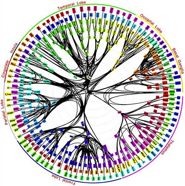 LA HORA DEL SAPO: IBM: PUBLICA EL PRIMER MAPA NEURONAL MÁS COMPLETO Y ...