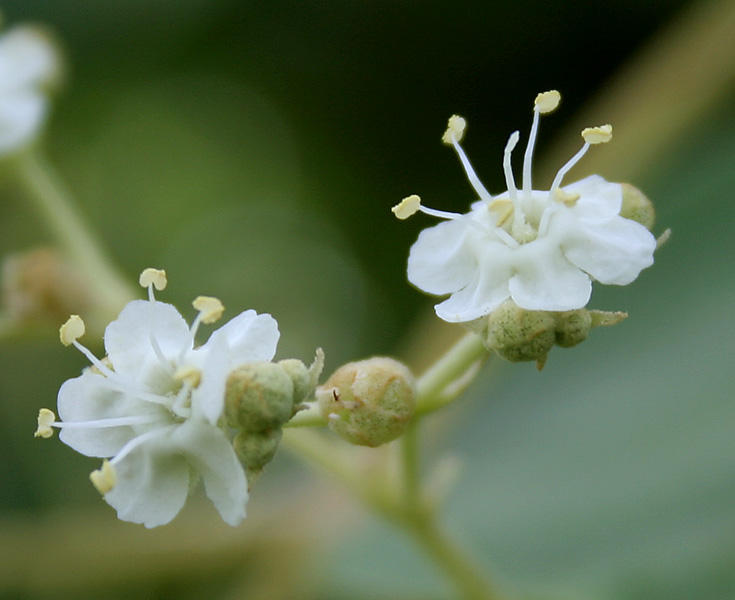 know the world better: flowers of a valuable tree