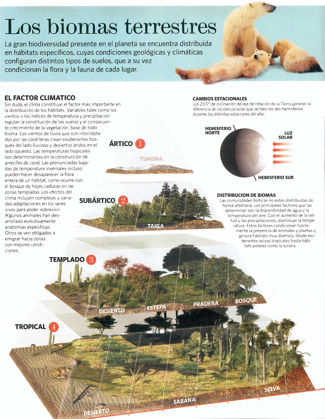 Importancia De Los Biomas _ Biomas – ICWT