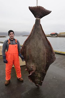 Wild West Fishing: Halibut from the local fishermen