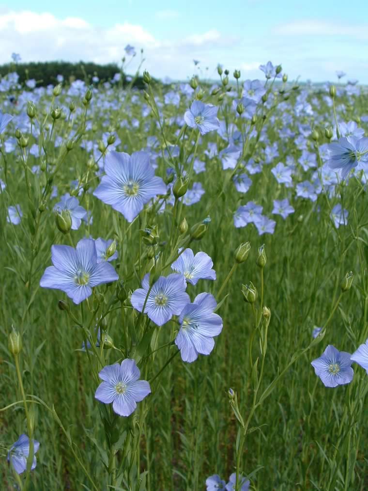 Study While Having Fun...: Flax plant with flowers and flax fibre