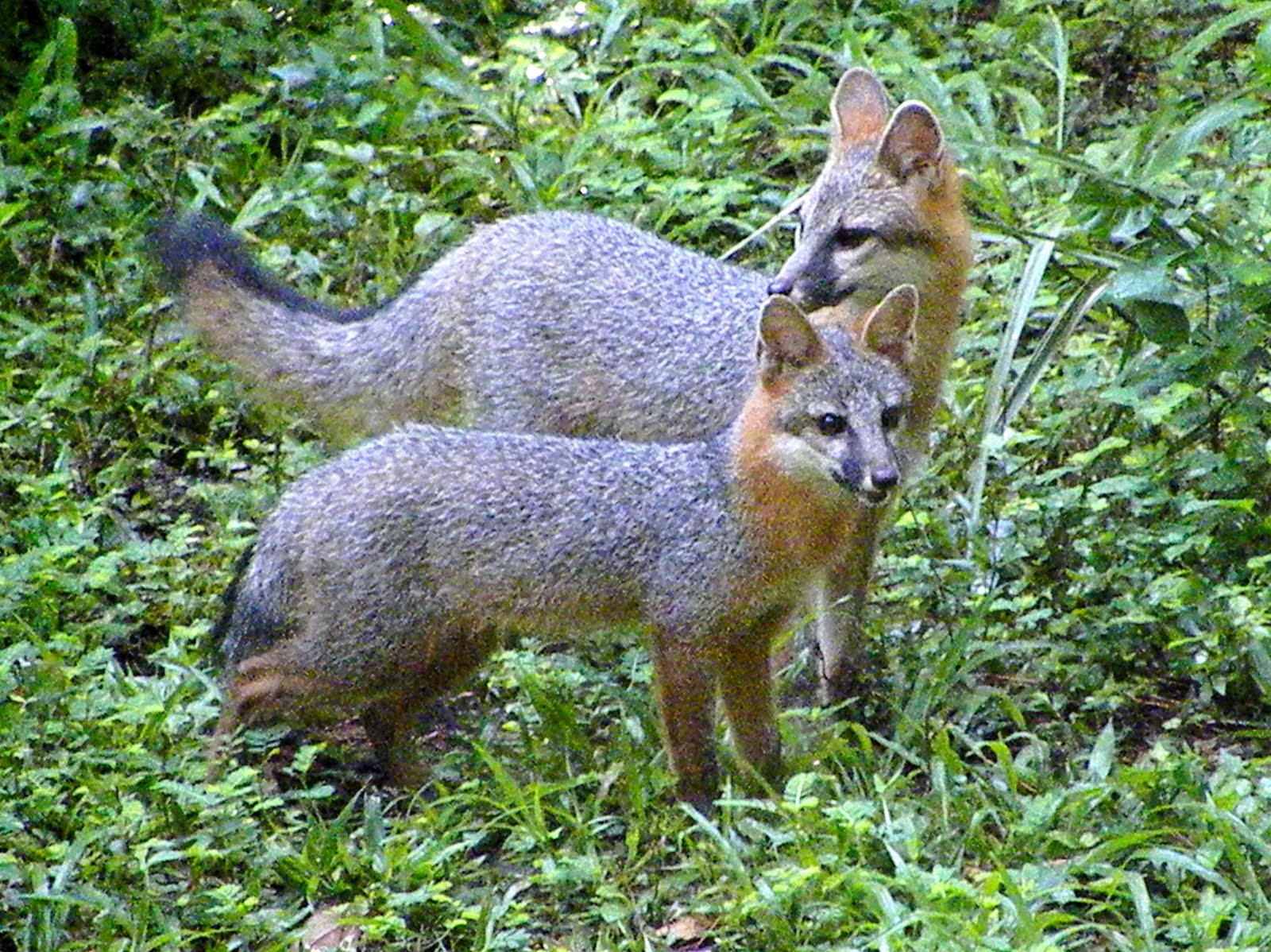 THE FRIENDLY GRAY FOXES photographs,text and videos by Sandra L Russell ...