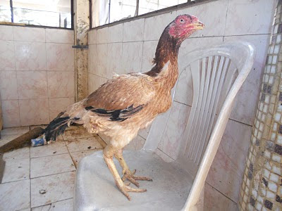 Fighting Rooster: pure Teaker hen