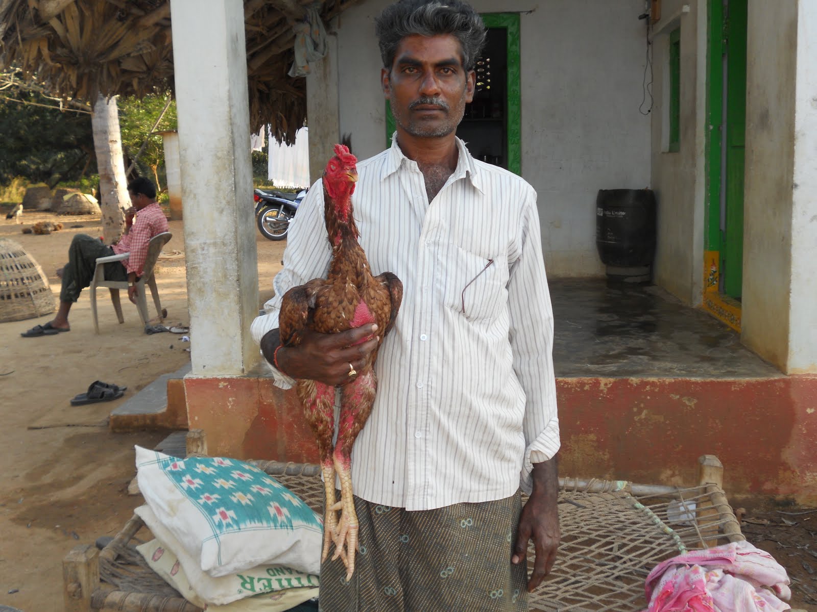 Sathineni: Aseels - Indian Rooster
