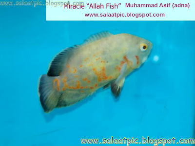 Trueislam: BEAUTIFUL THE NAME OF ALLAH ON FISH