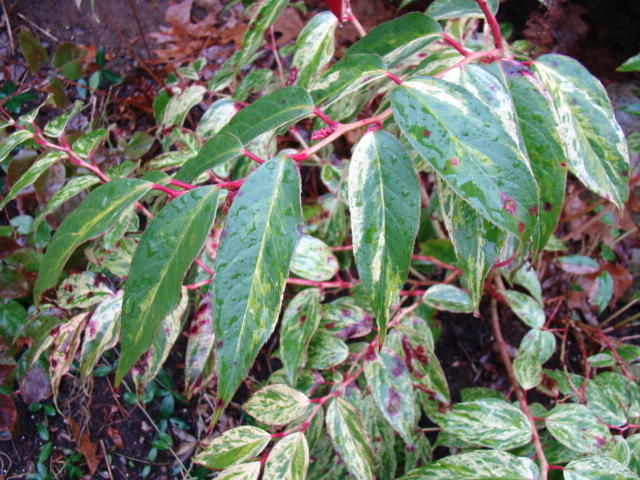 Tree, Vine and Shrub Project: FAMILY: EricaceaeLeucothoe (Drooping ...