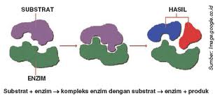 Anomalibio: Apa Itu Enzim?
