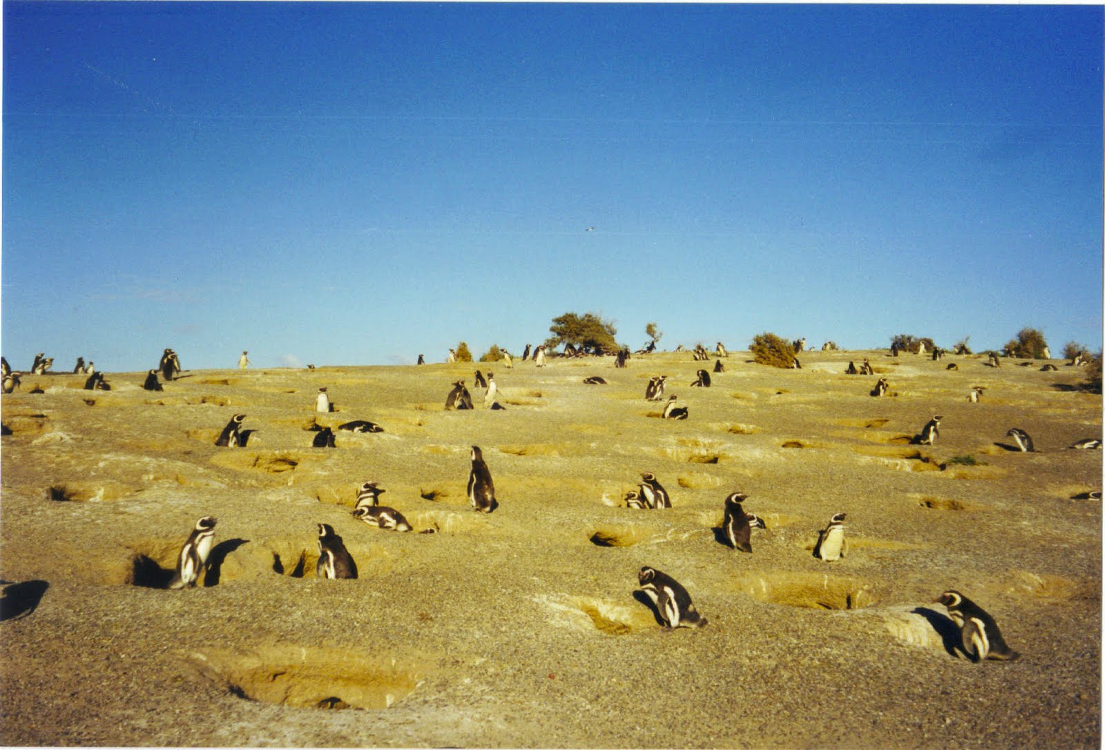 Penguin Rice