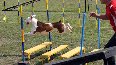 boxer club chile: AGILITY