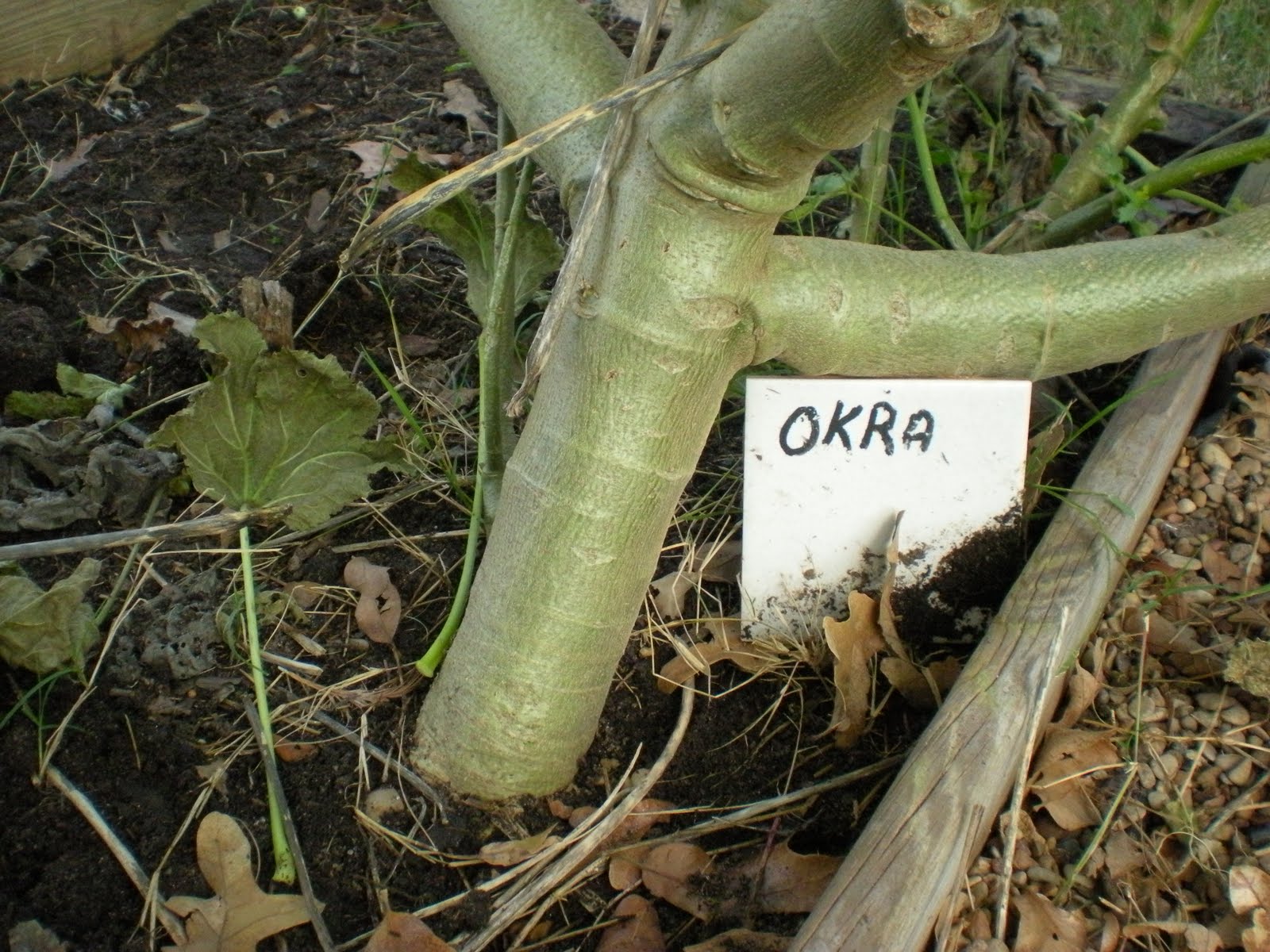 As My Garden Grows: Ode to the "Okra" Tree
