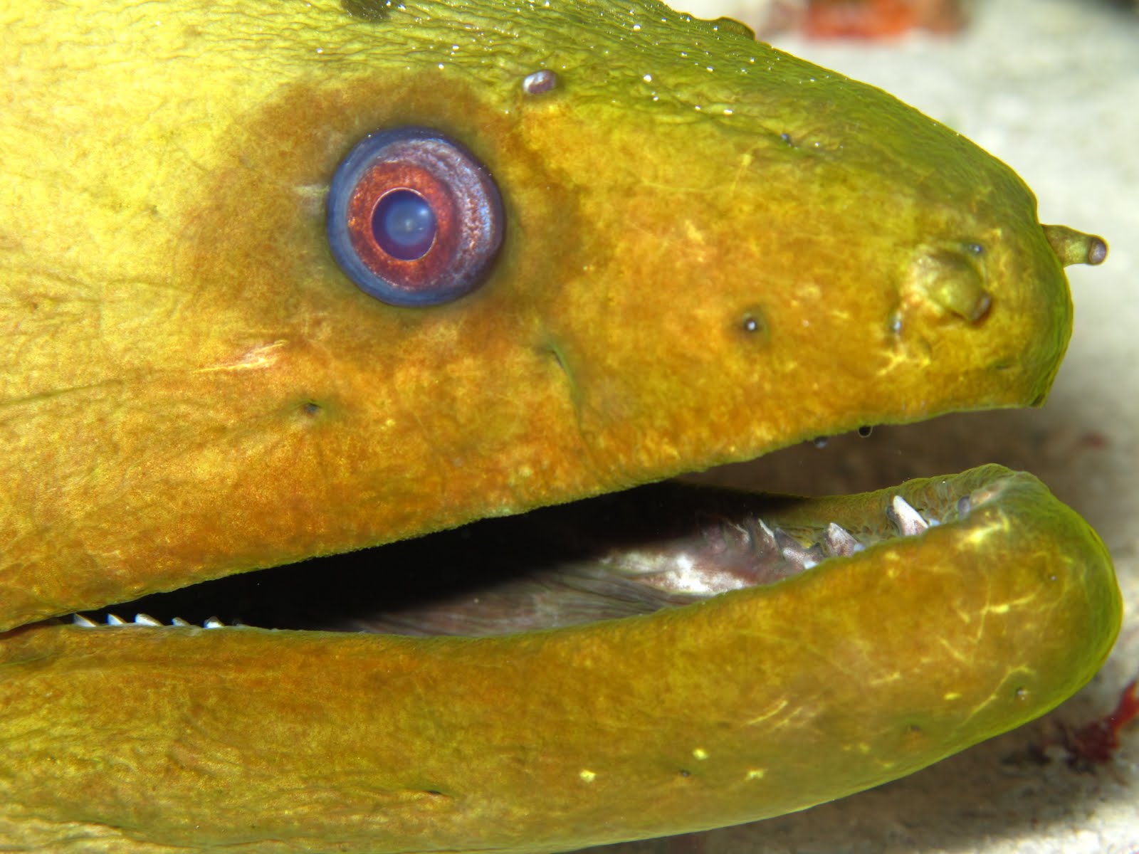 Dive in Mexico: Morey eels in Playa del Carmen!