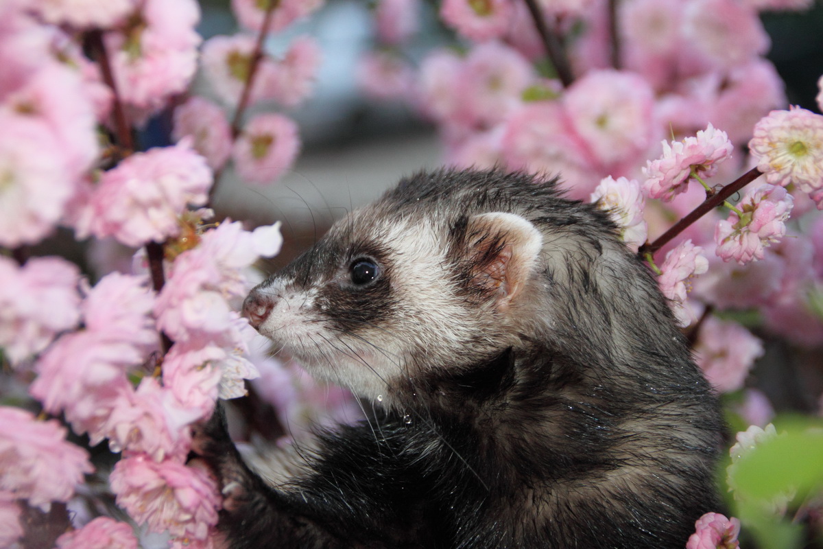 sprawy fredzia czyli z życia fretki: The Ferret In Flowers.