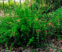 Mystic Shores Flora Blog: Scarlet Firecracker Fern