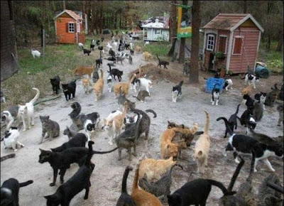 toobizarre.blogspot.com: Catland