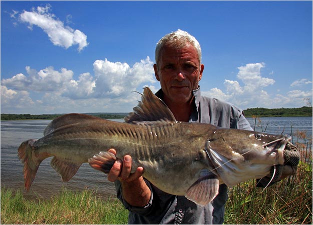 River Monster - Nile Catfish | Gambar Menarik