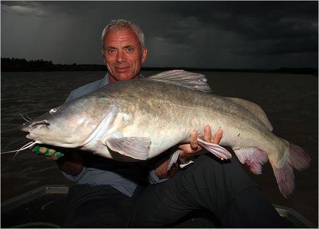 River Monster - Nile Catfish | Gambar Menarik