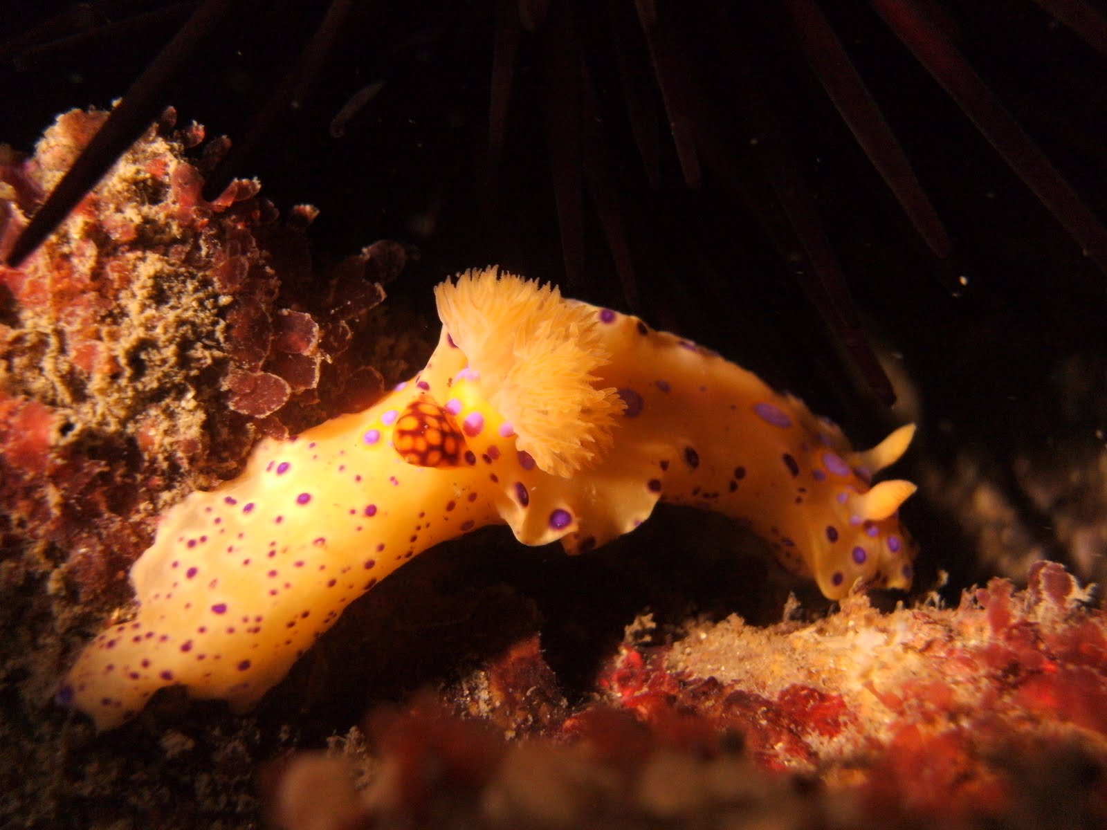 Kava in Australia: Sea Slugs of New South Wales