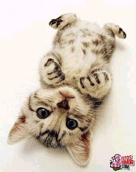 Gato tierno - Imagui