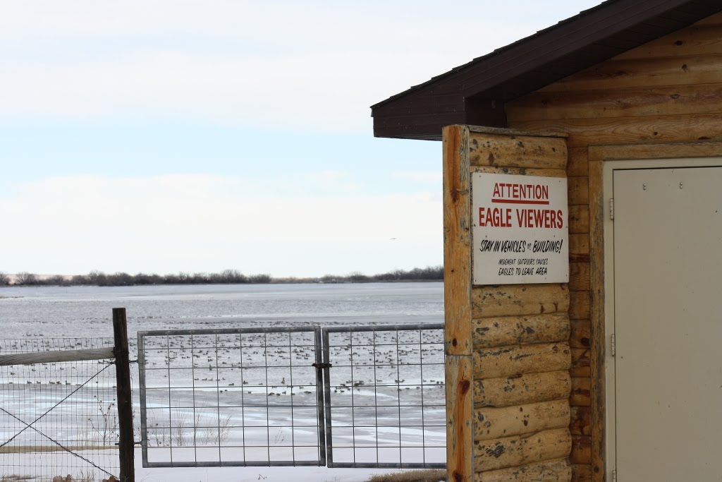 Eagle Viewing in Western Nebraska