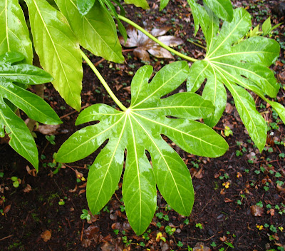 Name That Plant: Broadleaf Evergreen Shrub I.D.