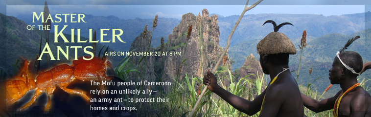 The Ant Room: Master of the Killer Ants" on NOVA next Tuesday