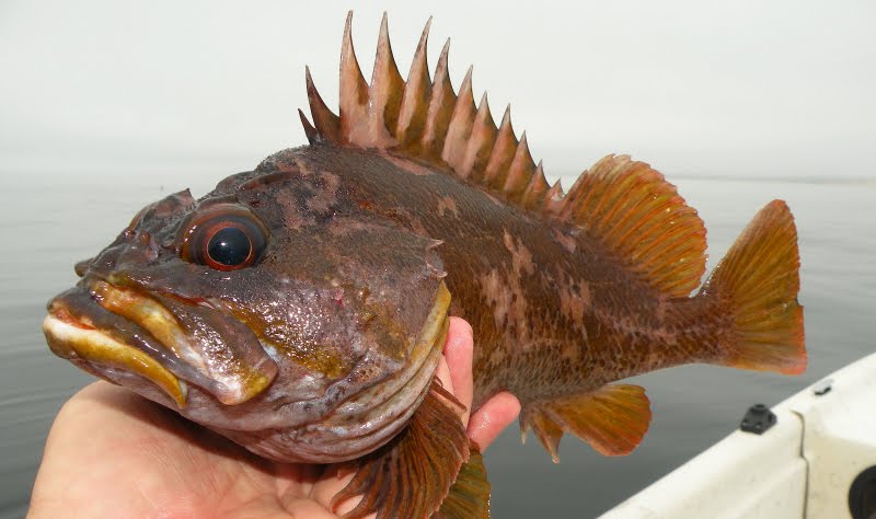 Bay Area Backwaters: Back on the bay