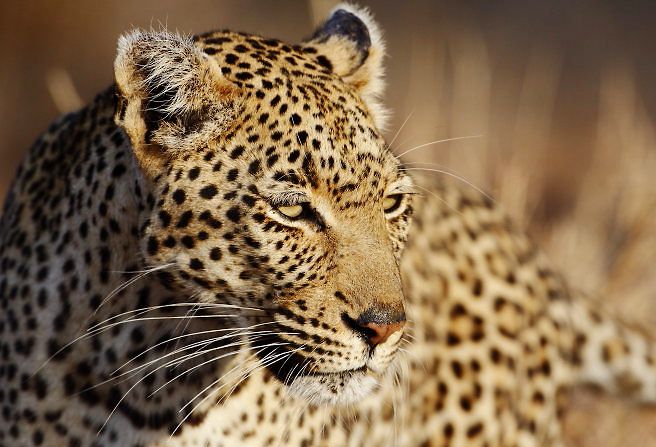 .: Mbali Female Leopard