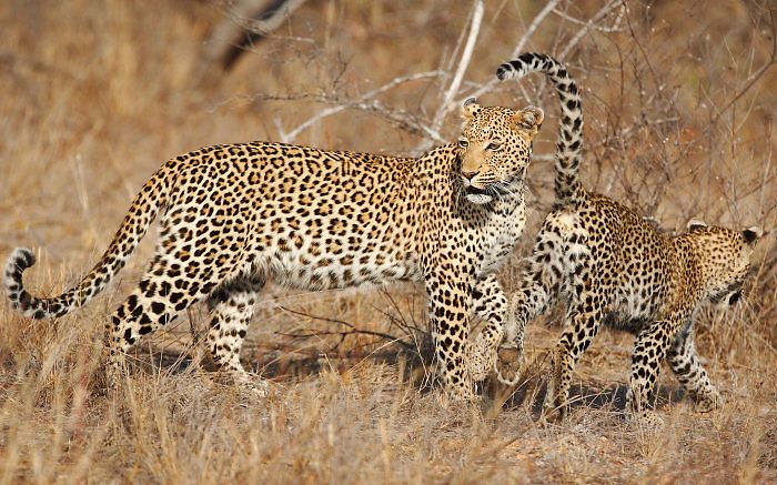 .: Mbali Female Leopard