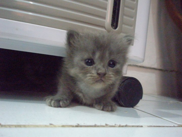 DiJual Anak Kucing Persia: Dijual Murah 3 Anak Kucing Persia Lucu-Lucu