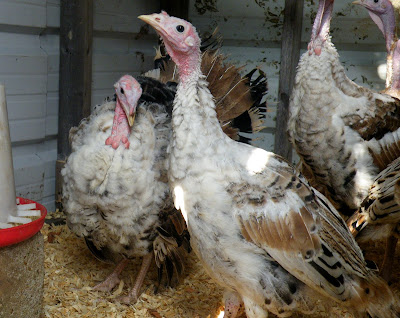 Living A Farmer's Life: Turkey Coop Is Finished!