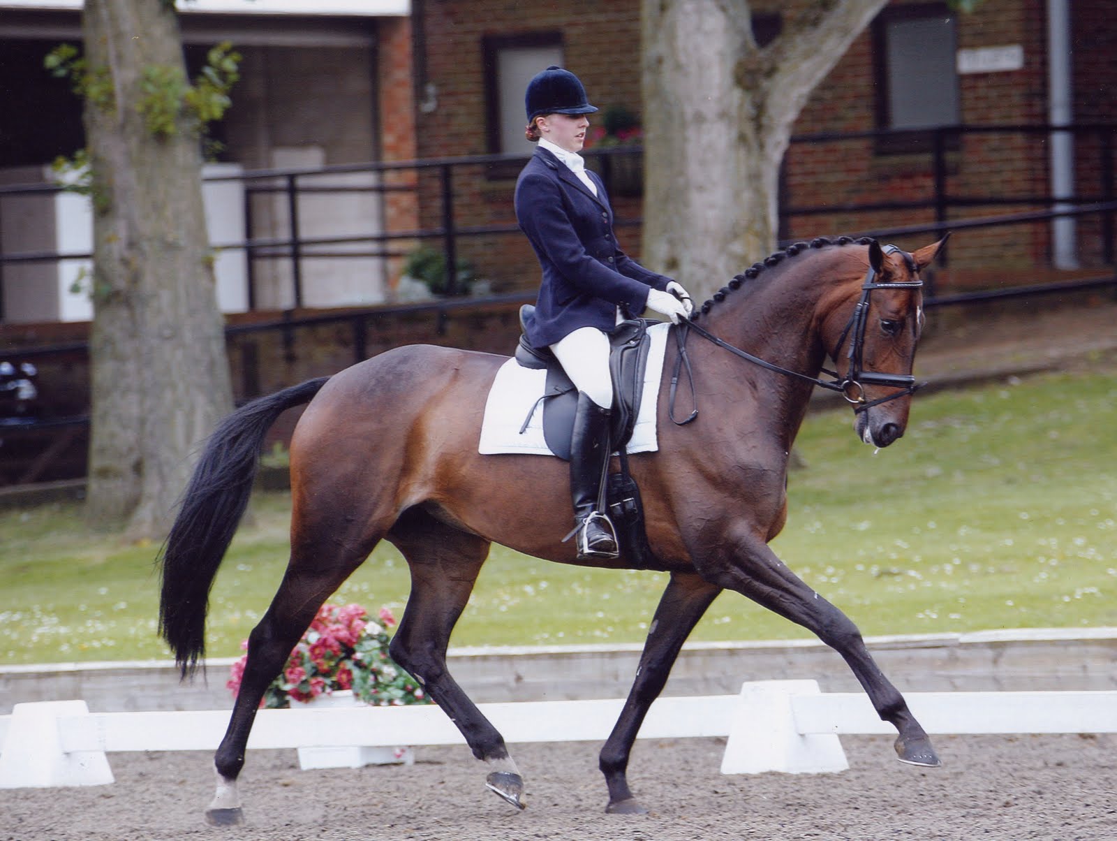 Top tips for dressage turnout with Holly & Jo Bates - Absorbine
