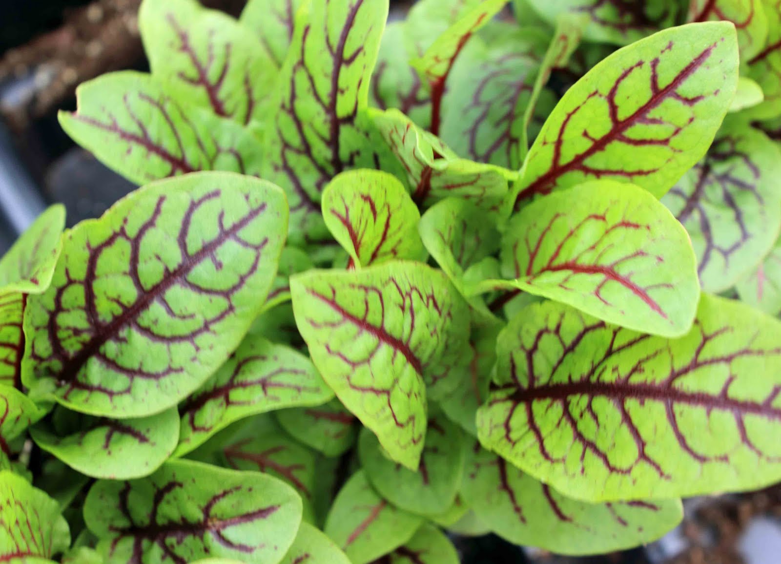 Healthy Living And Active Lifestyles Farmers Market Find Red veined healthy-living-and-active-lifestyles-farmers-market-find-red-veined