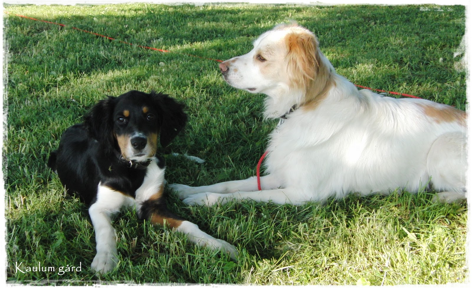 Kaulum gård: Sommer i hagen