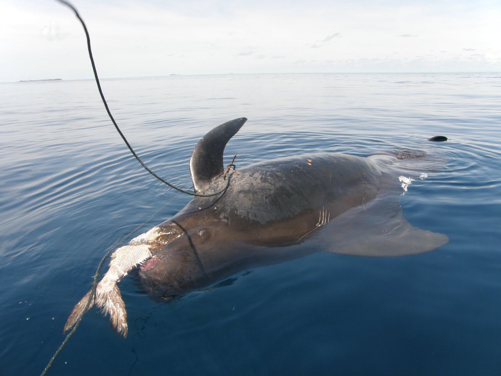 Antediluvian Salad: Plesiosaur Machinations VIII: The Strange Case of ...