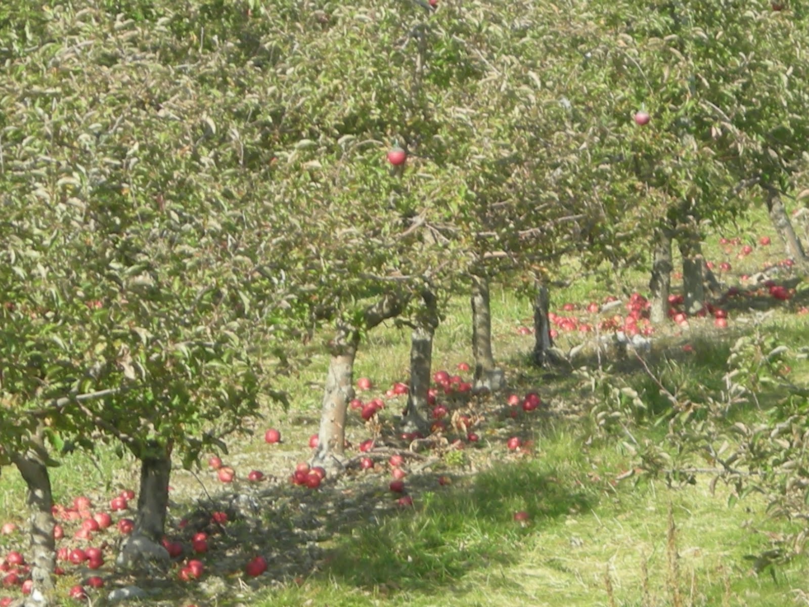 Orchards Forever: Orchard Visiting