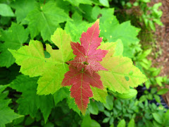 Saratoga woods and waterways: Mushroom Hunting at Moreau