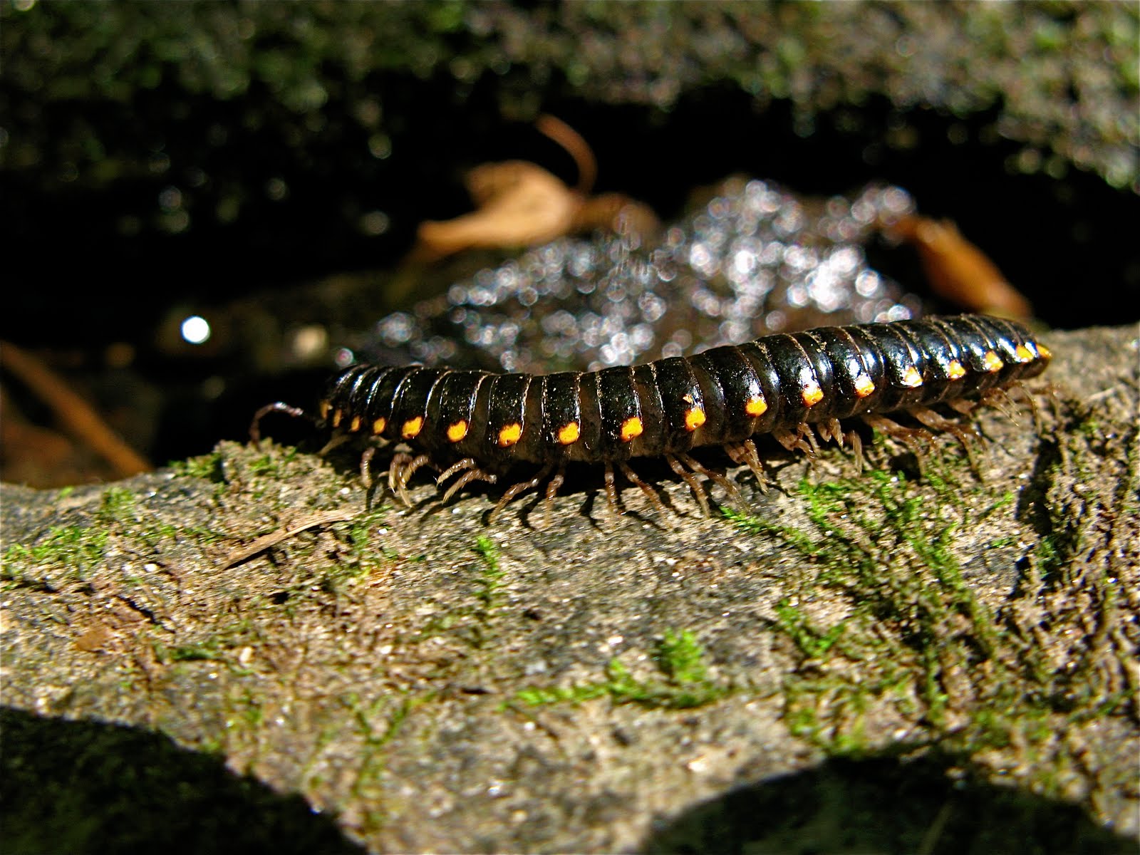 Saratoga woods and waterways: Millipedes Along the Mianus