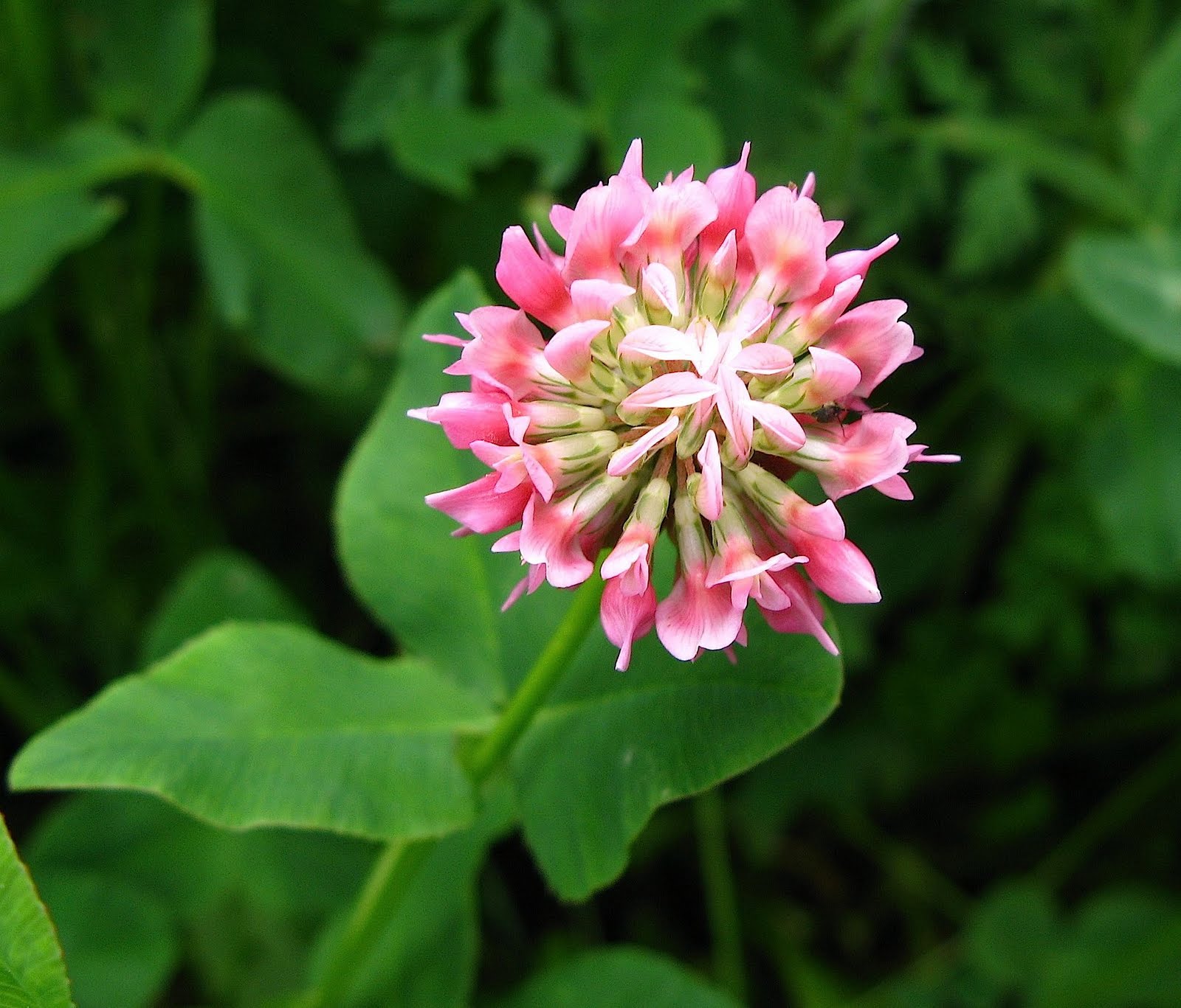 Saratoga woods and waterways: A Kayaderosseras Ramble